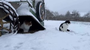 24 ЧАСА ХОЛОДНОЙ ЗИМОЙ! ЛЕПИМ СНЕГОВИКА! экстремальное выживание ДЛЯ котов