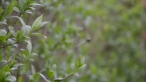 Nikon D5100 Full HD Focus Test with  18-105mm Lens