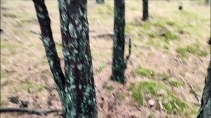 Собирал грибы 10 часов