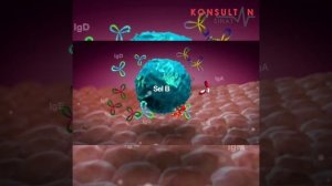 Kolostrum Susu Awal Lembu Sumber Imunoglobulin Tinggi