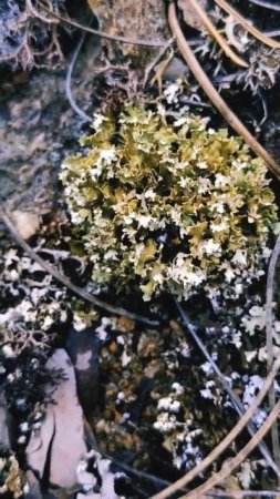LIQUEN COBRA VIDA 🎆 #agua #lluvia #vida #naturaleza #nature #naturelovers #youtubeshortsvideo