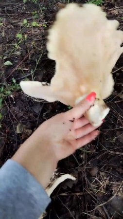 ГРУЗДИ МОНСТРЫ Я В ШОКЕ ИЮЛЬ 2023 🔥💪 #грибы #грибники #лес #mushroom #природа