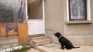 Обучение на 10 - месечен лабрадор // Обучение с пансион //
