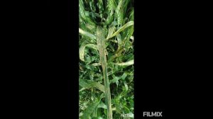 Wheat disorders( Septoria Tritici blotch)..( identification, symptoms and control measurements)