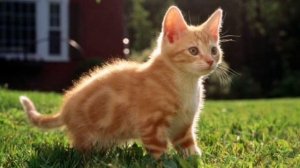 картинки с котиками