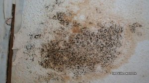 Stachybotrys in My Home: Now What?
