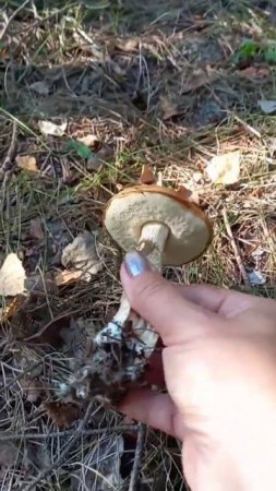 🍄Подосиновик🍄 #nature #shortsvideo #shortvideo #video #природа #fun #funny #грибы #лес #shorts