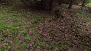 Грибы атакуют