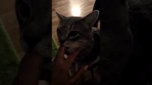 Василий впал в детство))