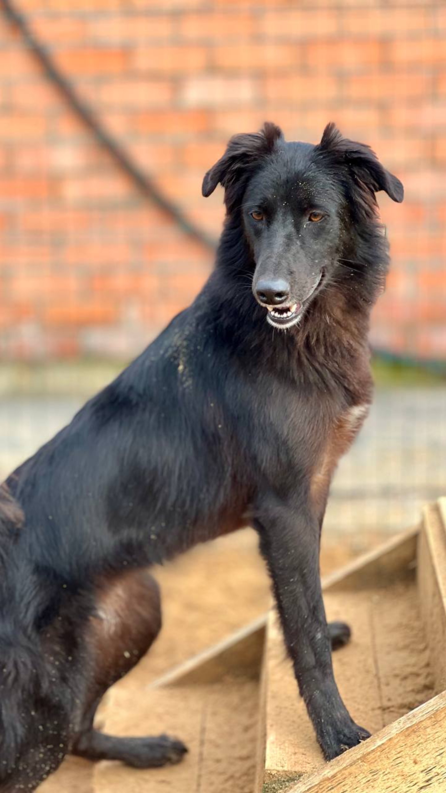 Пушинка метис черного ретривера
