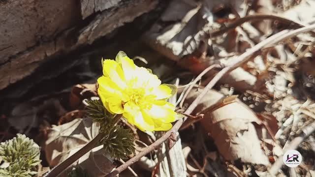 07 04 2024 Первые весенние шашлыки