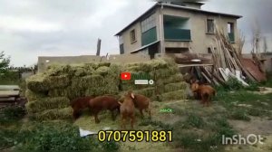 7 БАШ АРАШАН КОЗУЛАР СРОЧНА СРОЧНО САТЫЛАТ