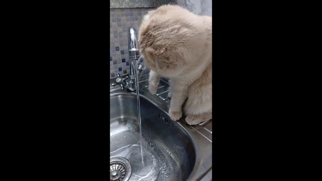 Кот любит пить из-под крана.