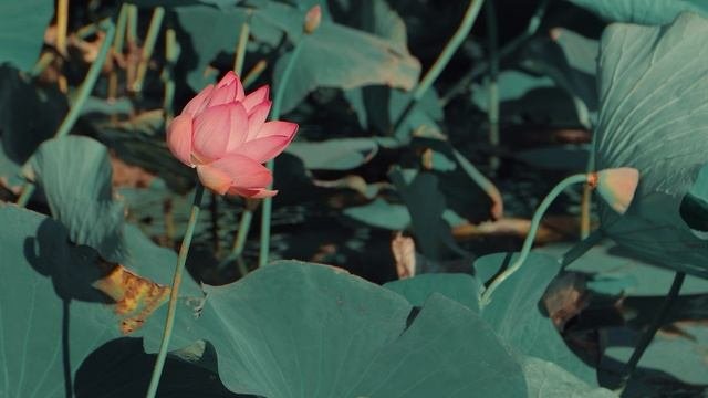 Волга-лайк: Астрахань