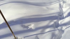 Проверка капканов часть 〽️ 16.