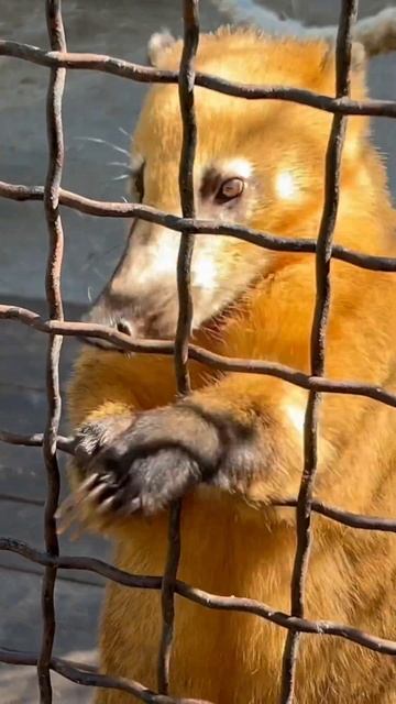 #ялта #зоопарк #zoo