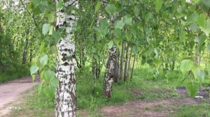 221. Шикарный Май под Чудесную Музыку Сергея Чекалина!