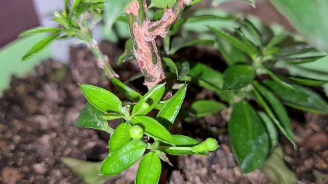 Жалко, но пришлось. Боэтика 19