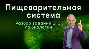 Пищеварительная система, вебинар