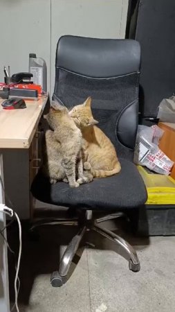 Это любовь! #cat #cats #catlover #коты #котики #кошаки