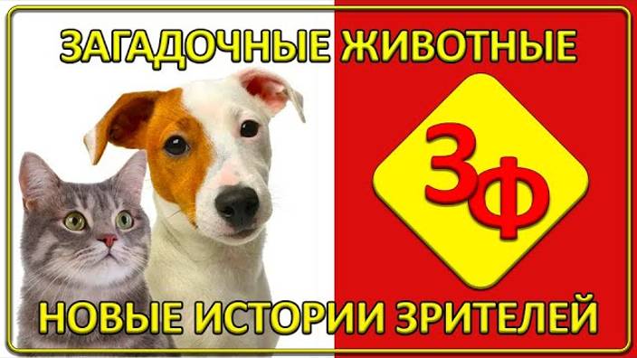 079 Мы далеко не всё знаем о животных   Истории зрителей канала