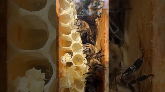 Медоносные пчёлы. #пчелы #bees #насекомые