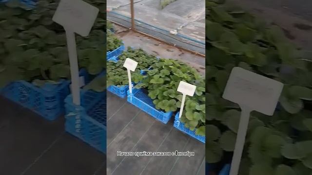 Приём заказов на весну 2025 начинаем с 1 ноября