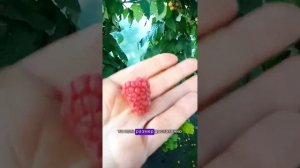 Малина Васёна. Стоит присмотреться.