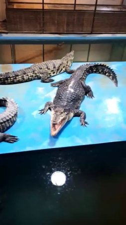 крокодилы в Коломне