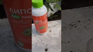 Чем кормим растения для увеличения плодоношения.