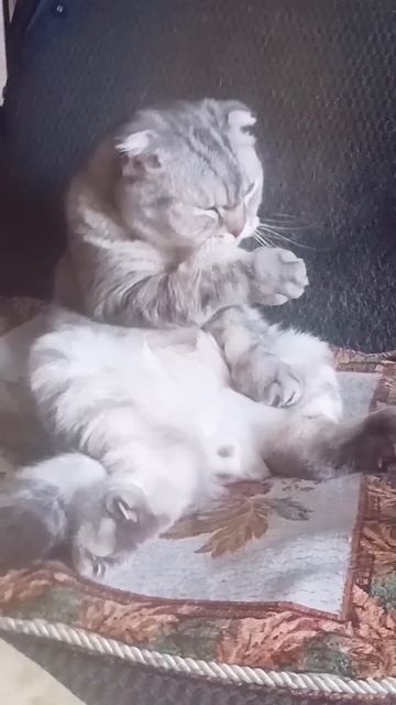 11 января 2025 г.