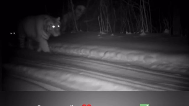 Полосатые🐯котейки!🐱