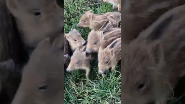 Гулькевичи, Краснодарский край, сегодня