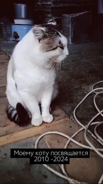 Моему боевому Коту посвящается.