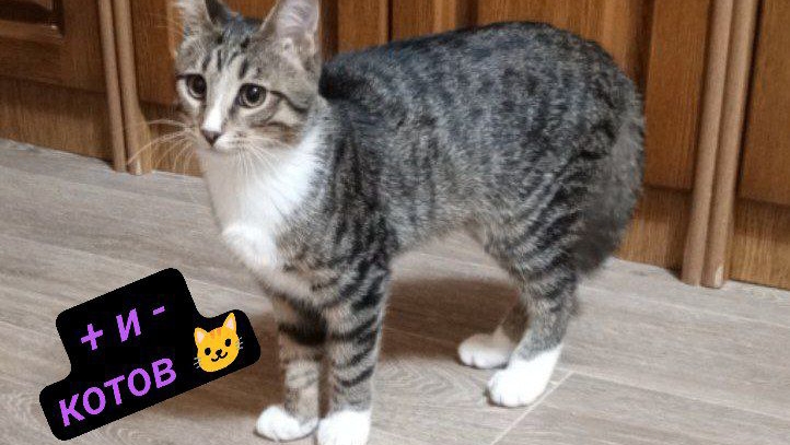 для тех кто хочет завести котёнка 🐱