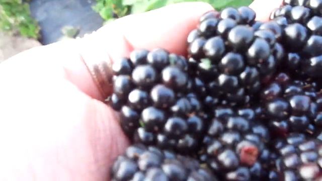 Шульц. Новый сорт ежевики.