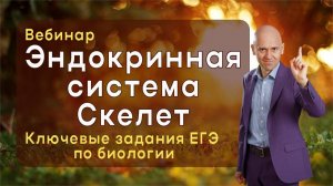 Эндокринная система и скелет, вебинар