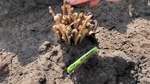 Что сделать с черенками смородины ранней весной