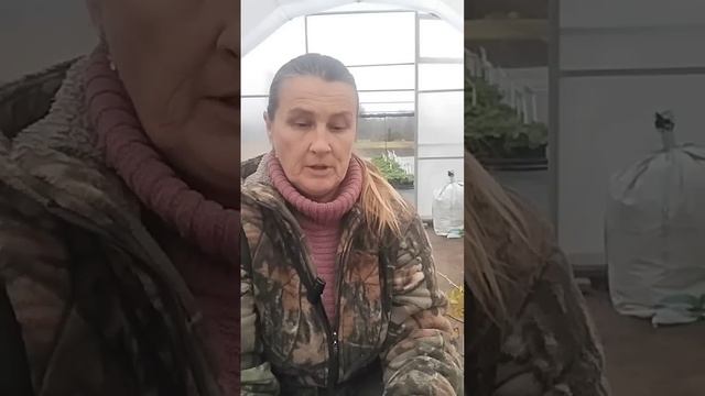 В Телеграм -канале черенкуем смородину. #огород #дача #сад