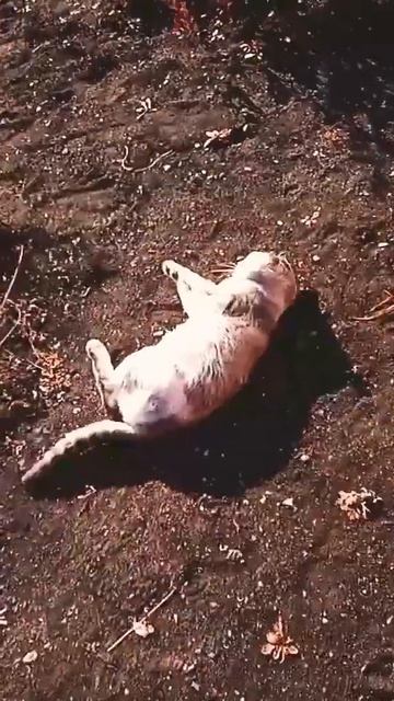 Моему боевому коту Филе посвящаю. Первое лето без тебя, друг мой