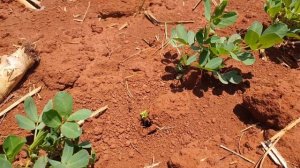 Porque usar o fungo Trichoderma harzianum no sulco de plantio do amendoim?