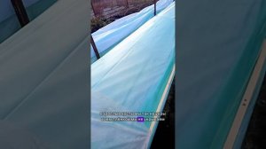 Как мы укрываем саженцы на зиму