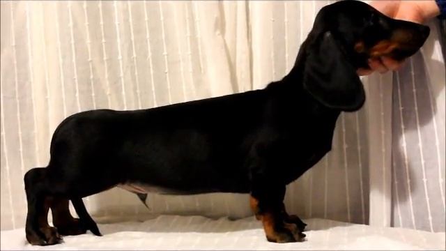 Железный Характер Из Страны Грез