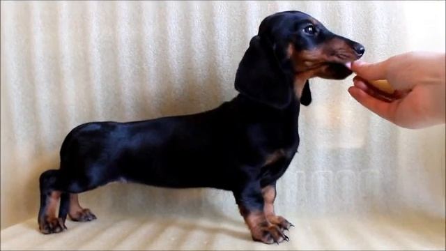 Лесная Охота Из Страны Грез (20.02.2012)