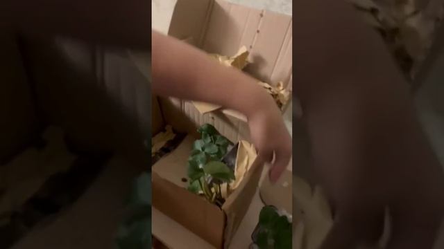 Отзывы. Киров. Саженцы земляники.