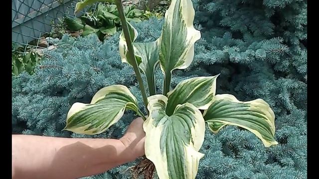 V хоста Silk Road  29.7.24г