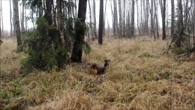 Таксы в осеннем лесу