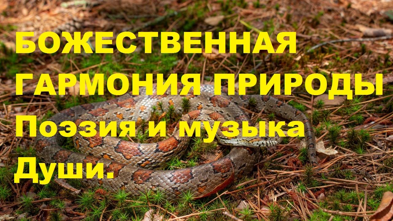 БОЖЕСТВЕННАЯ ГАРМОНИЯ ПРИРОДЫ. Автор стиха А. Соколов. Автор видео  В. Голикова. Муз. Карунеш.