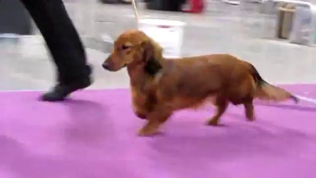 Романтика из Страны Грез