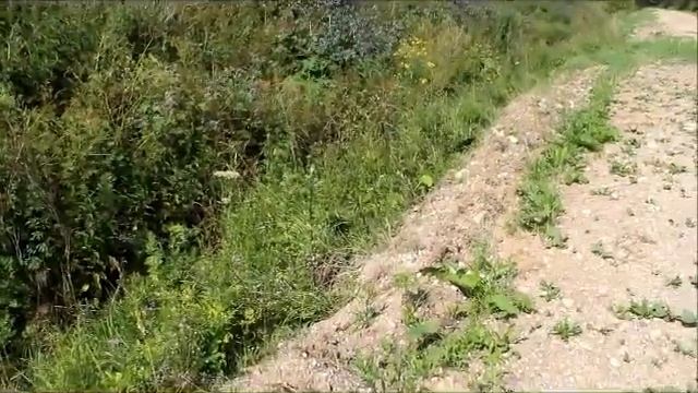 Страна Грёз на даче или  настоящий таксячий  отпуск